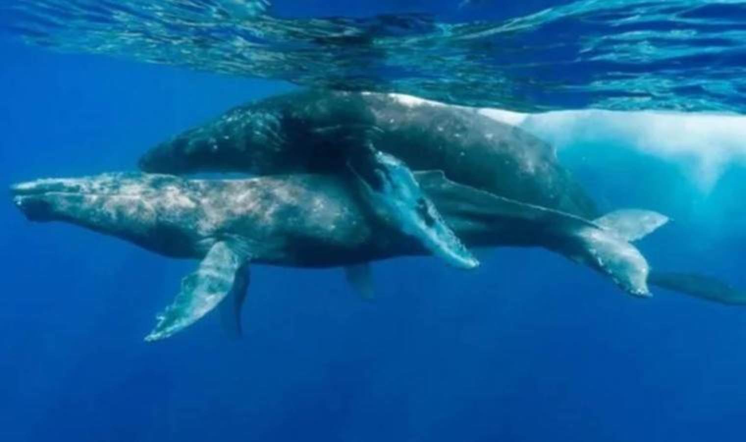 Male humpback whales mate off Hawaii for the first time