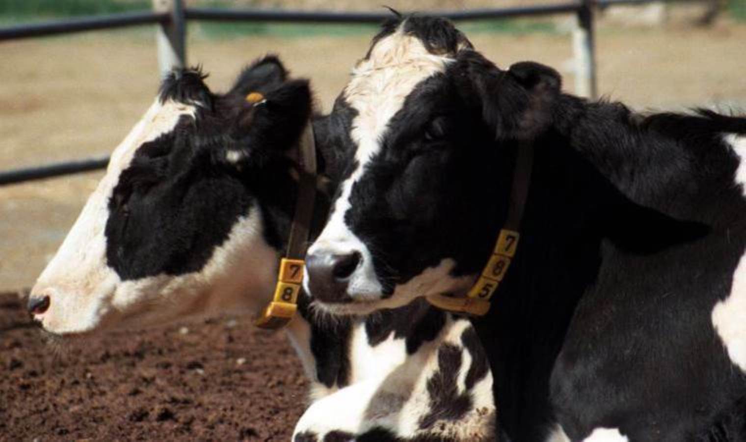 24 companies working to find bird flu vaccine for cows, US agriculture ...